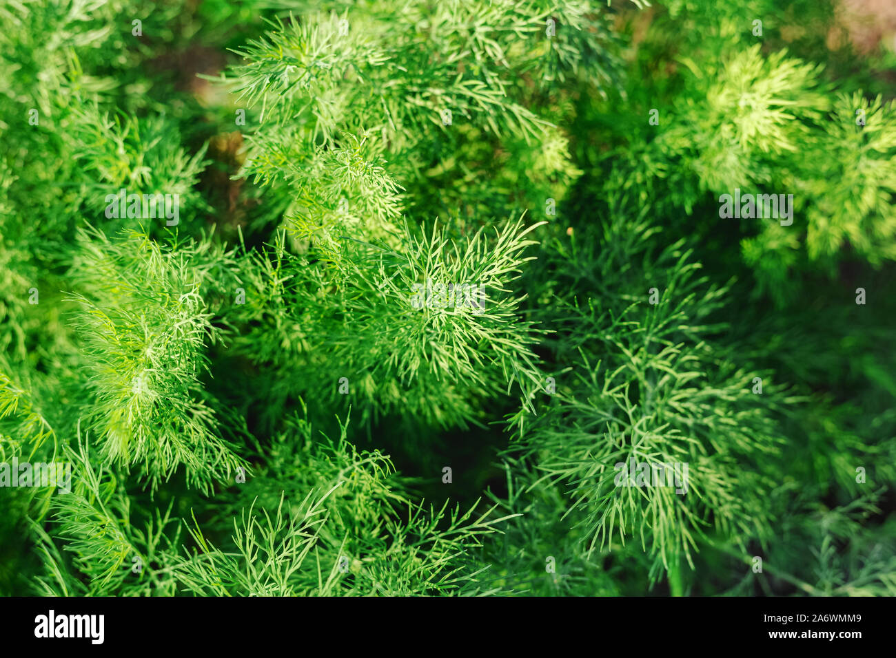 Fragrant Young dill leaf growing. Good green organic dill in farmer's ...