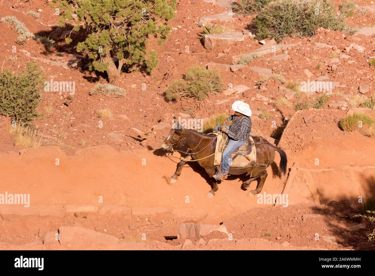 View looking below of a cowboy on a mule on a dusty trail in the Grand ...