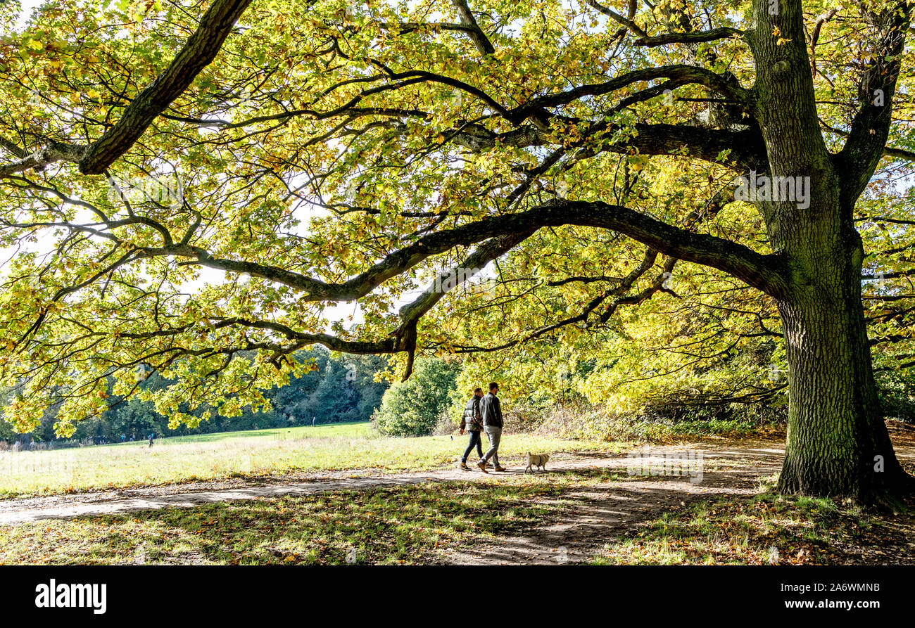 Autumn Leaves on Hampstead Heath London UK Stock Photo - Alamy