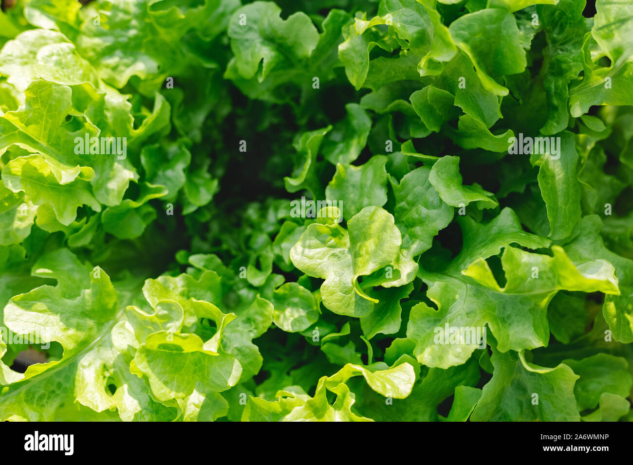 Lettuce leaves Planting in farmer's garden for food.healthy lettuce ...