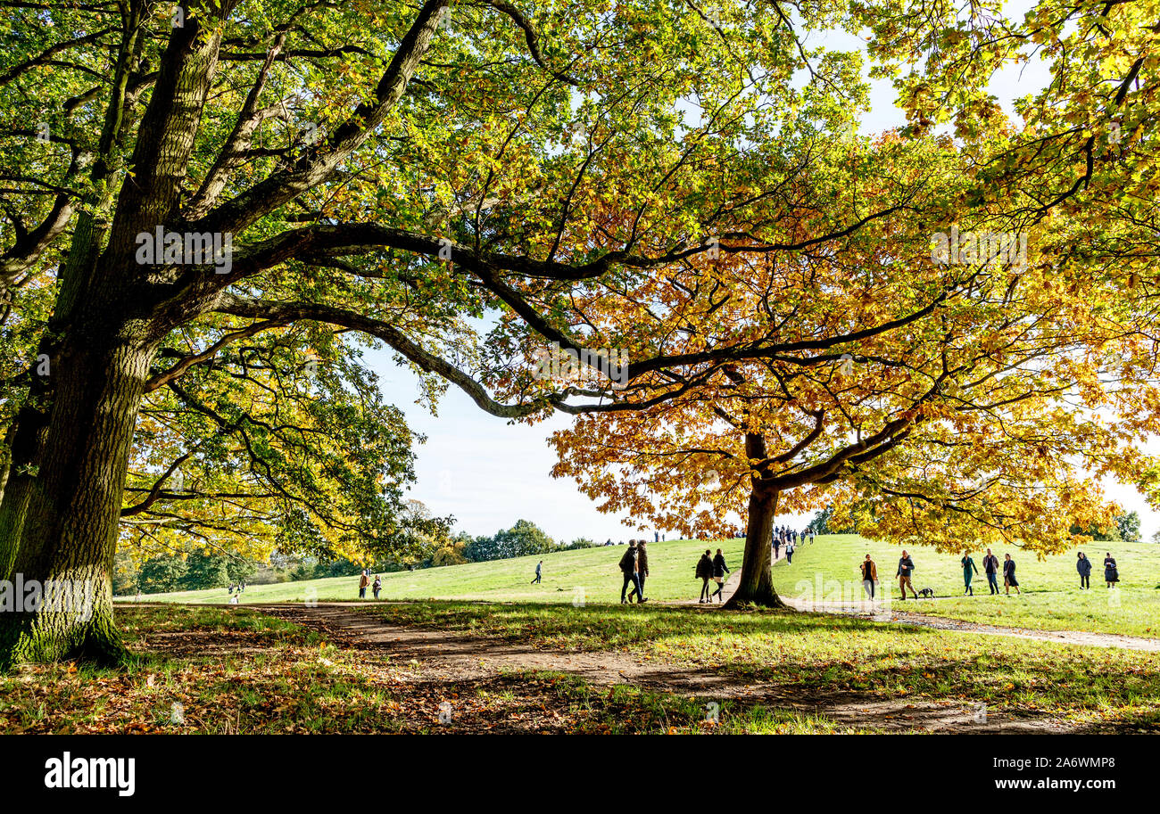 Autumn Leaves on Hampstead Heath London UK Stock Photo - Alamy