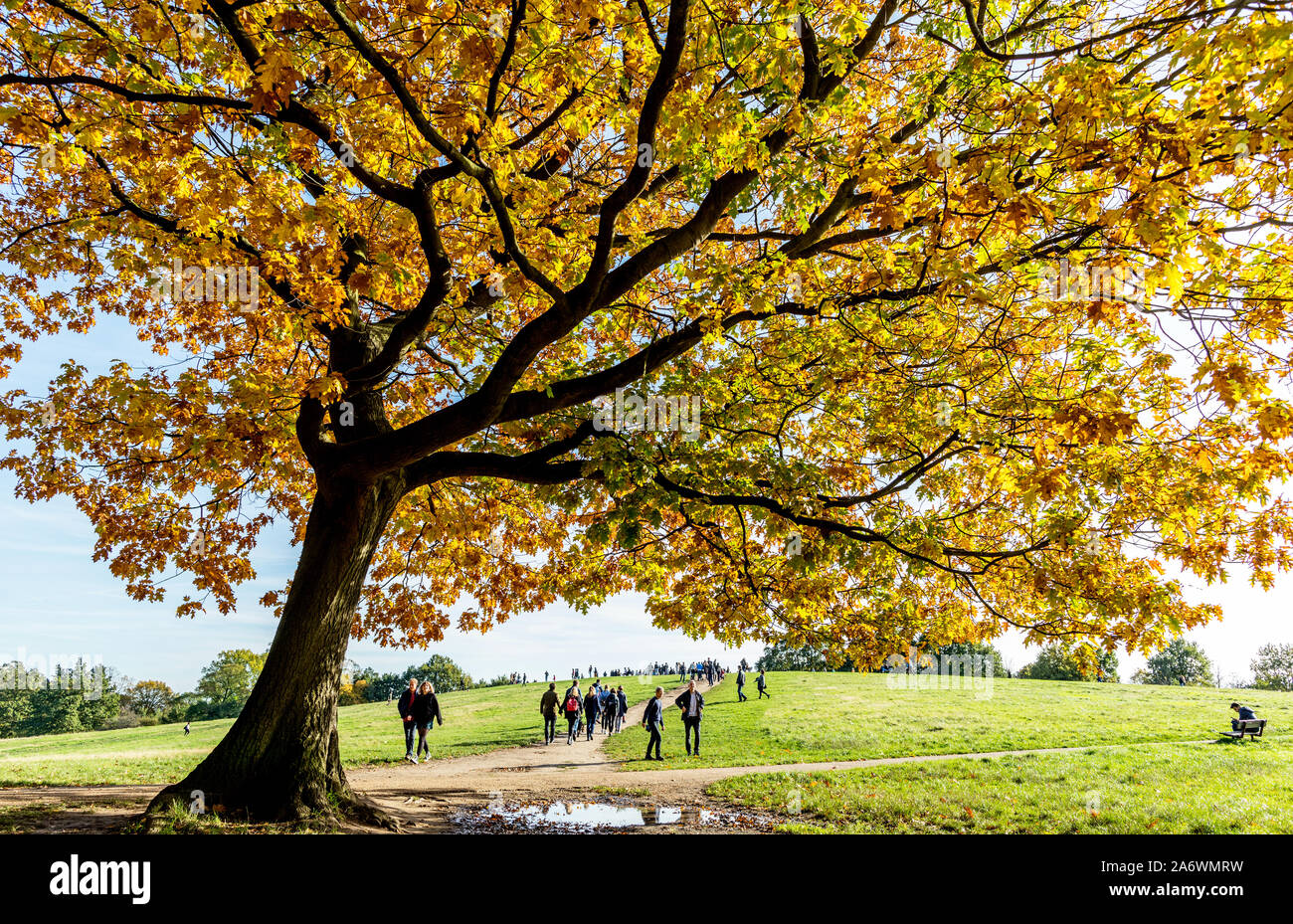 Autumn Leaves on Hampstead Heath London UK Stock Photo - Alamy
