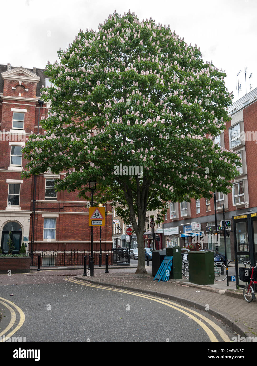 Indian horse chestnut tree hi-res stock photography and images - Alamy