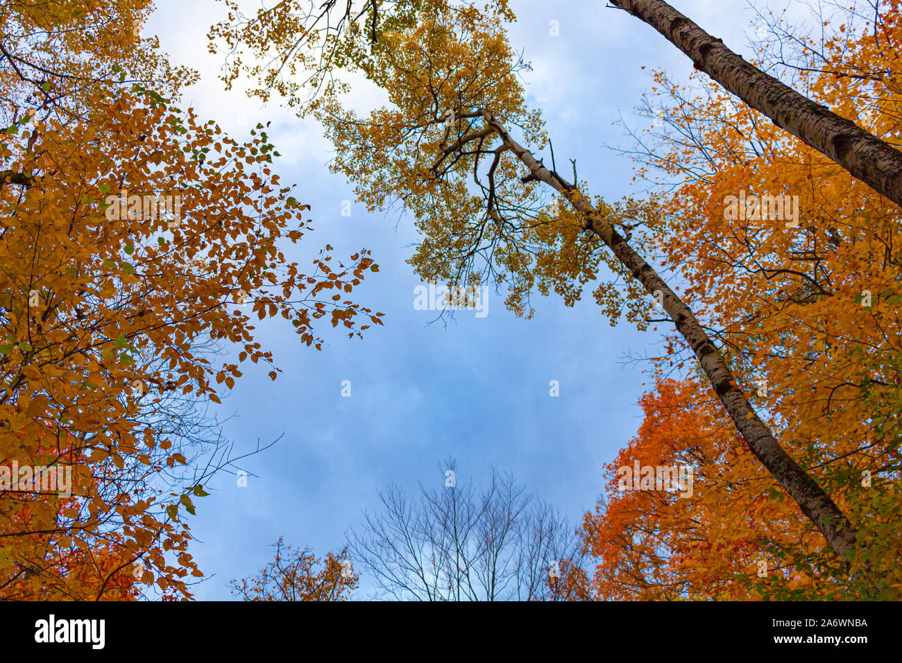Thin Tree With Red Leaves
