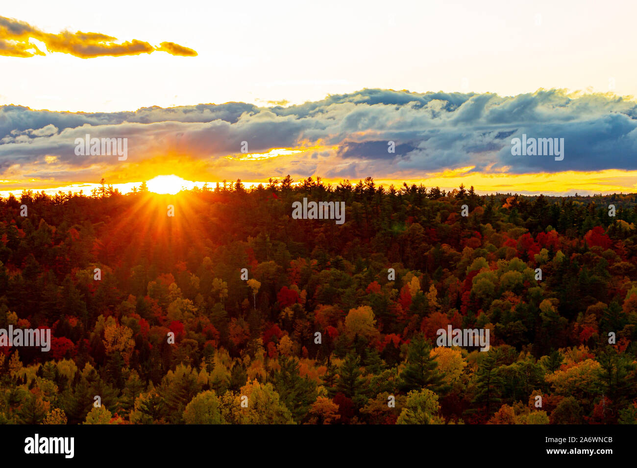The treetops of a forest in the fall lead up to the horizon at sunset ...