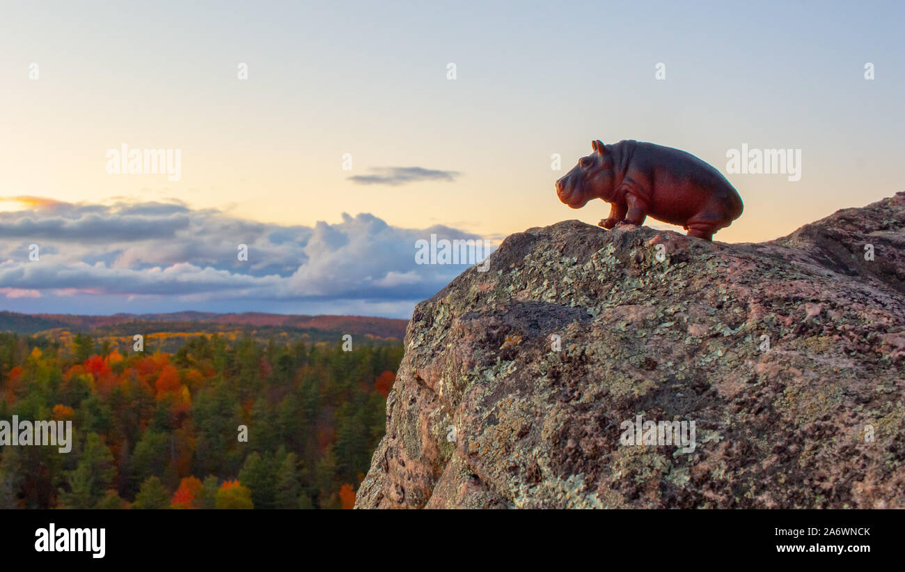 A children's toy hippopotamus is placed facing outwards on the rocky ...