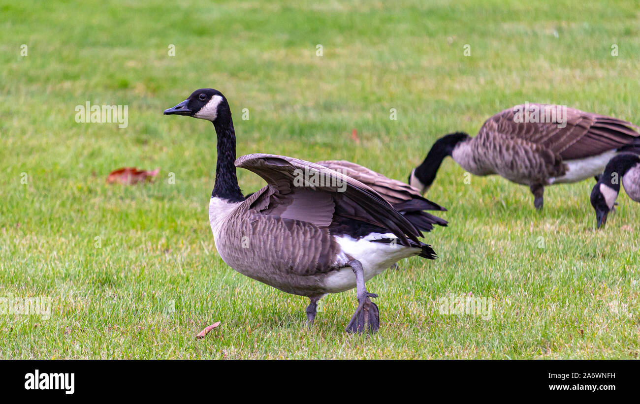A Canada goose is standing in a field of cut grass as it stretches its ...