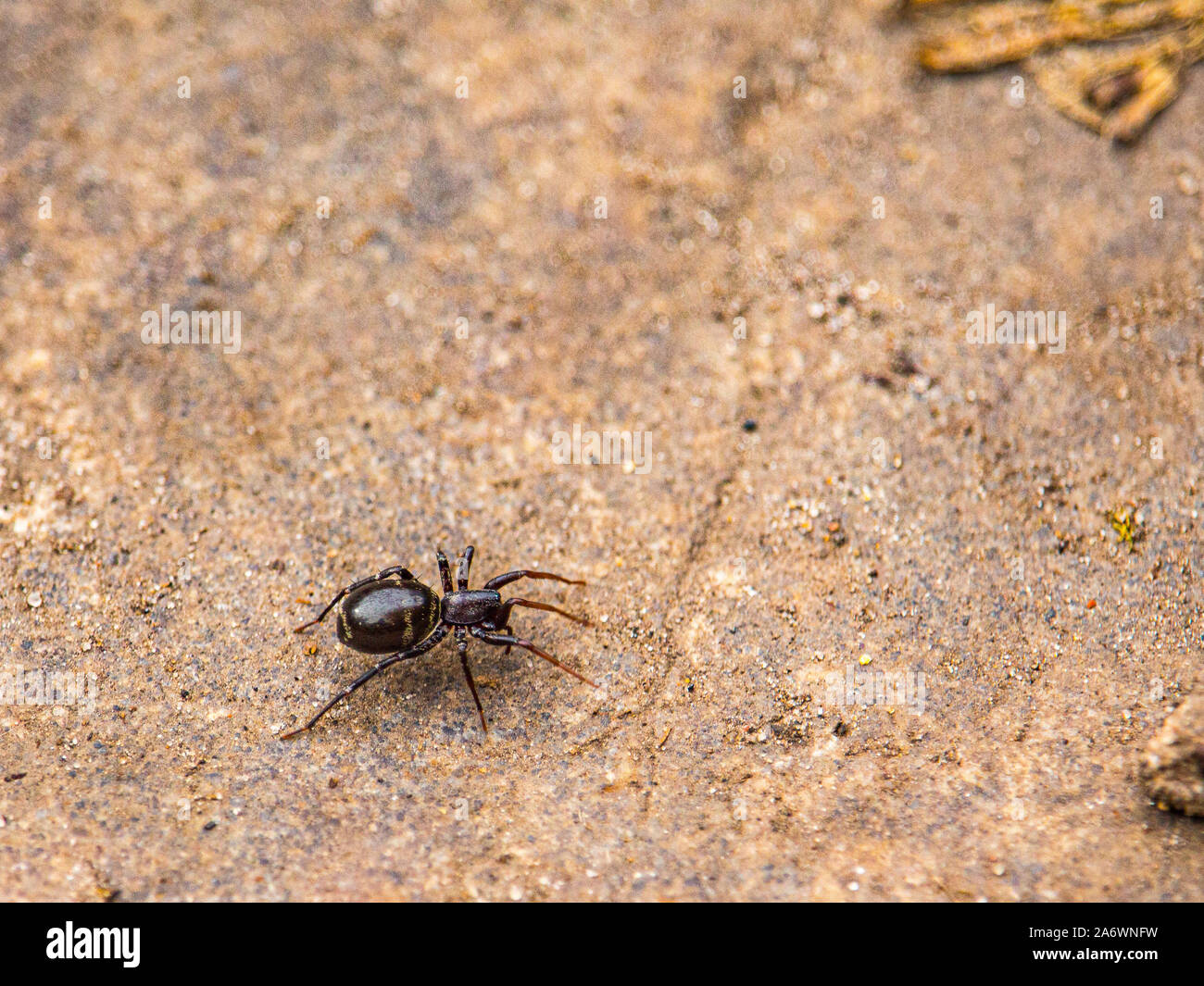 Creepy crawler hi-res stock photography and images - Alamy