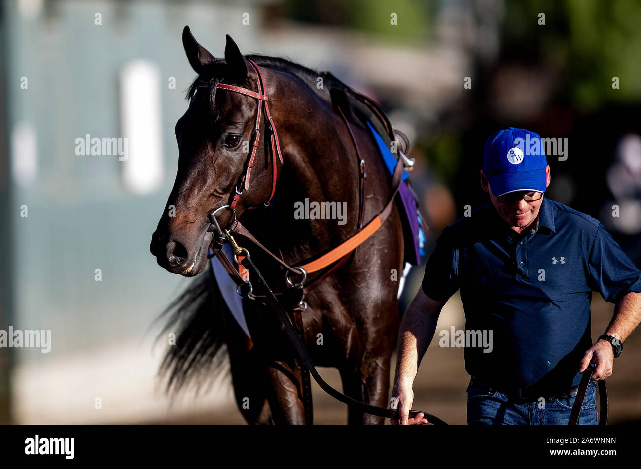 Maxfield horse hi-res stock photography and images - Alamy