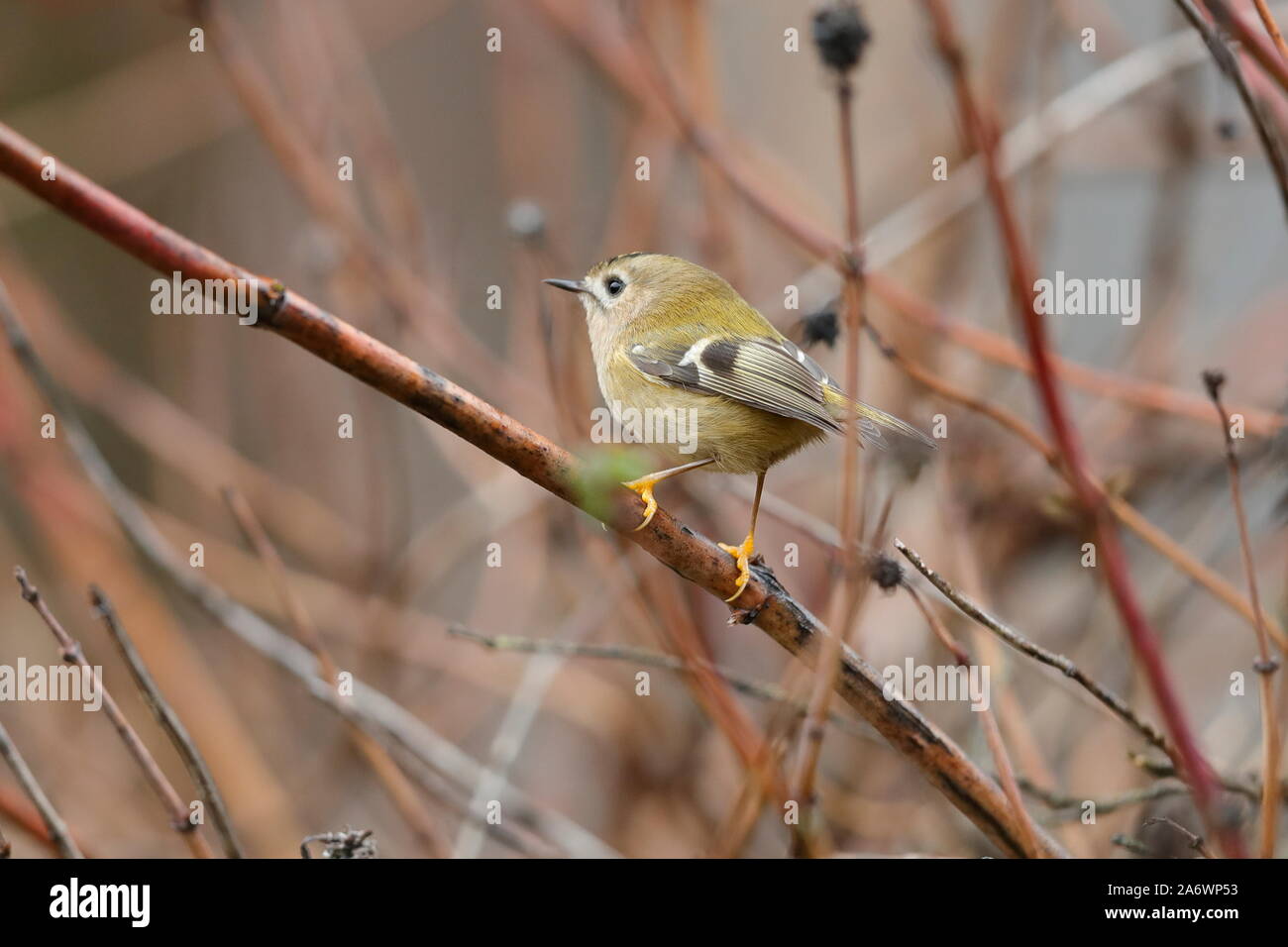 The goldcrest is a very small passerine bird in the kinglet family. Its ...