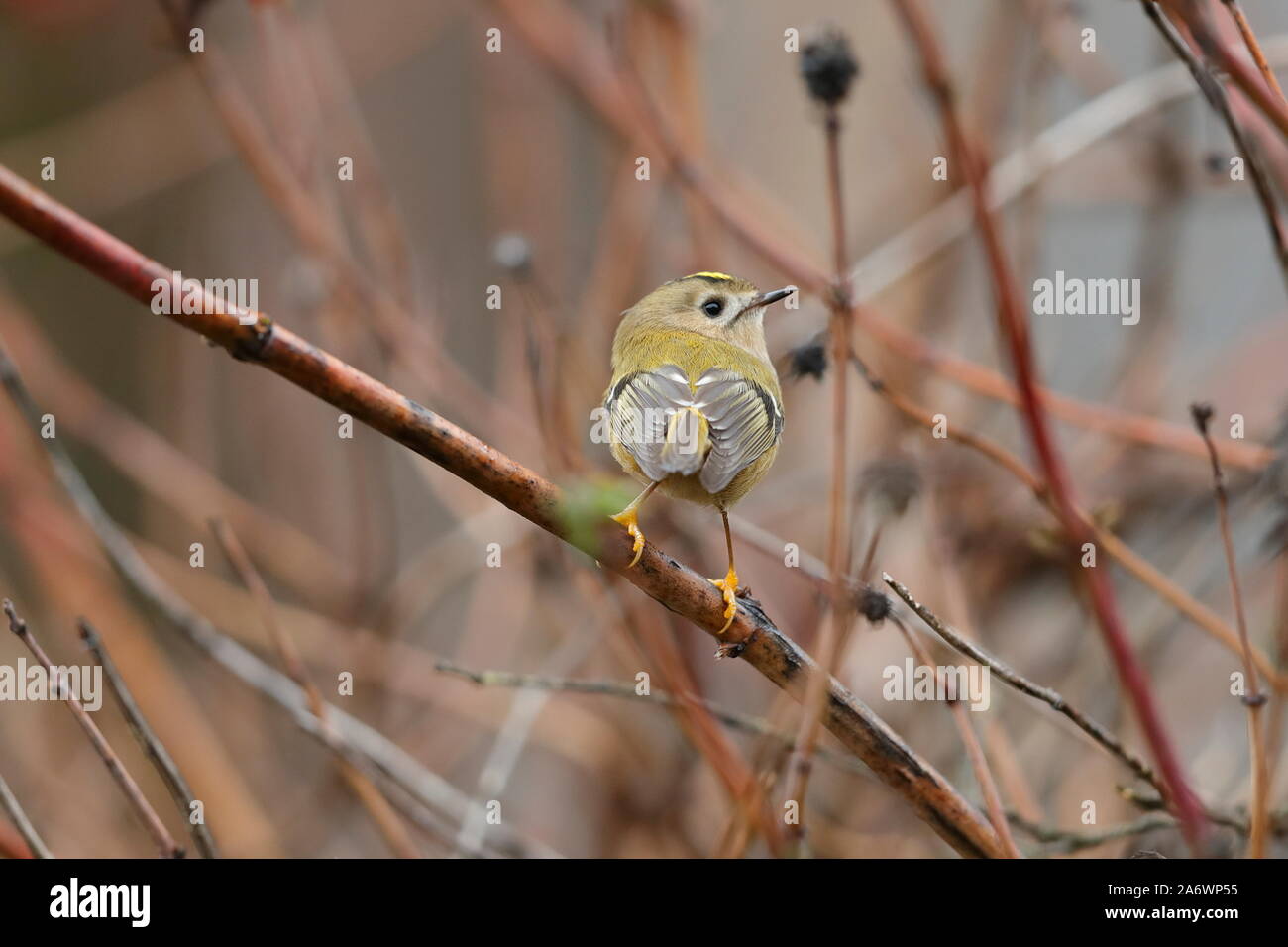 The goldcrest is a very small passerine bird in the kinglet family. Its ...