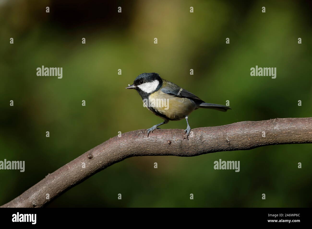 The great tit is a passerine bird in the tit family Paridae. It is a ...