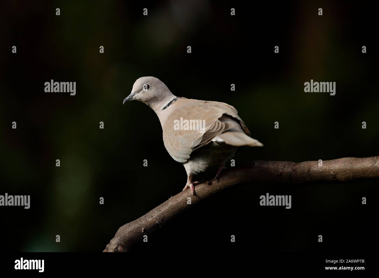 The Eurasian collared dove is a dove species native to Europe and Asia ...