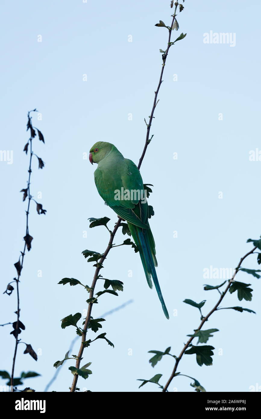 The rose-ringed parakeet, also known as the ring-necked parakeet, is a ...