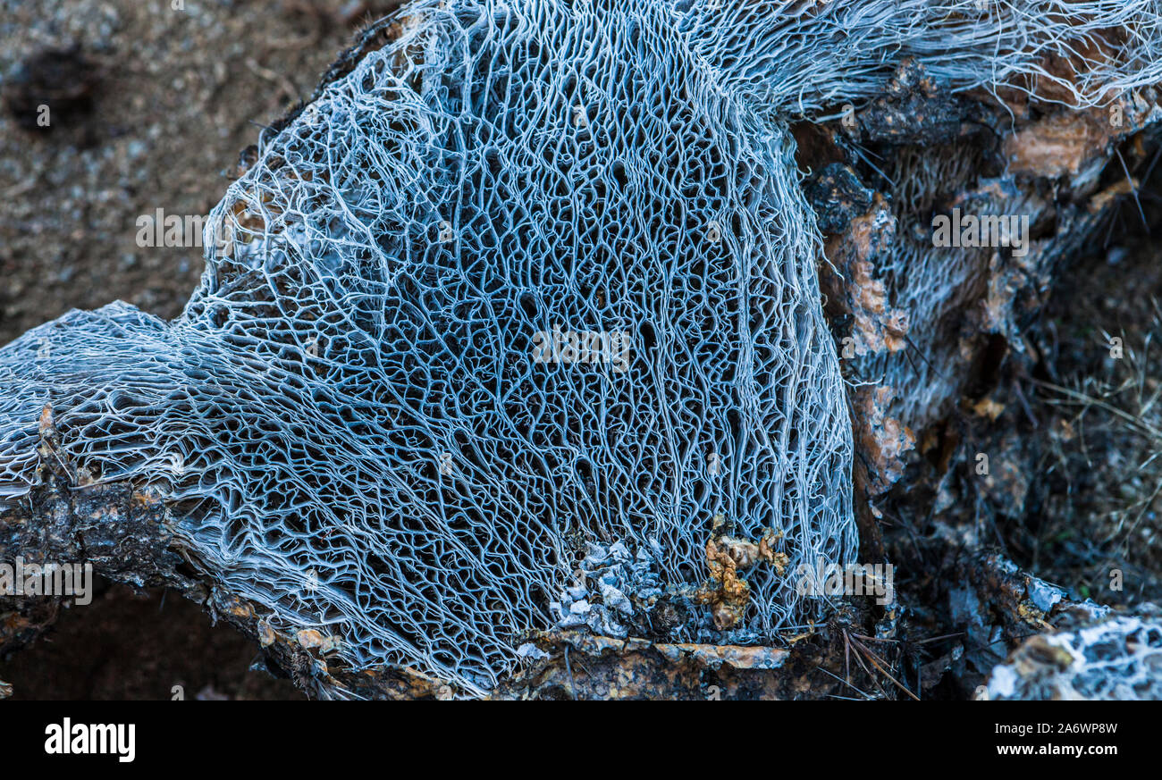 A dead prickly pear cactus decaying and exposing the structure below it ...