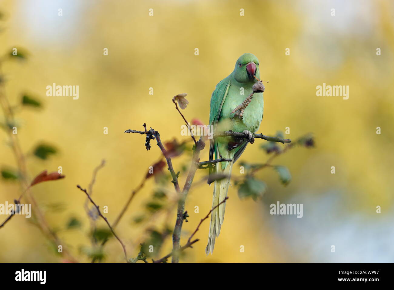 The rose-ringed parakeet, also known as the ring-necked parakeet, is a ...