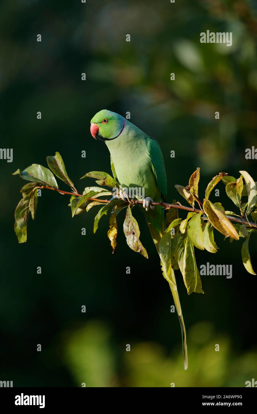 Parrot genus psittacula hi-res stock photography and images - Alamy