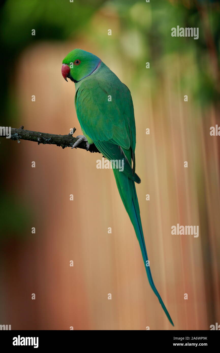 The rose-ringed parakeet, also known as the ring-necked parakeet, is a ...