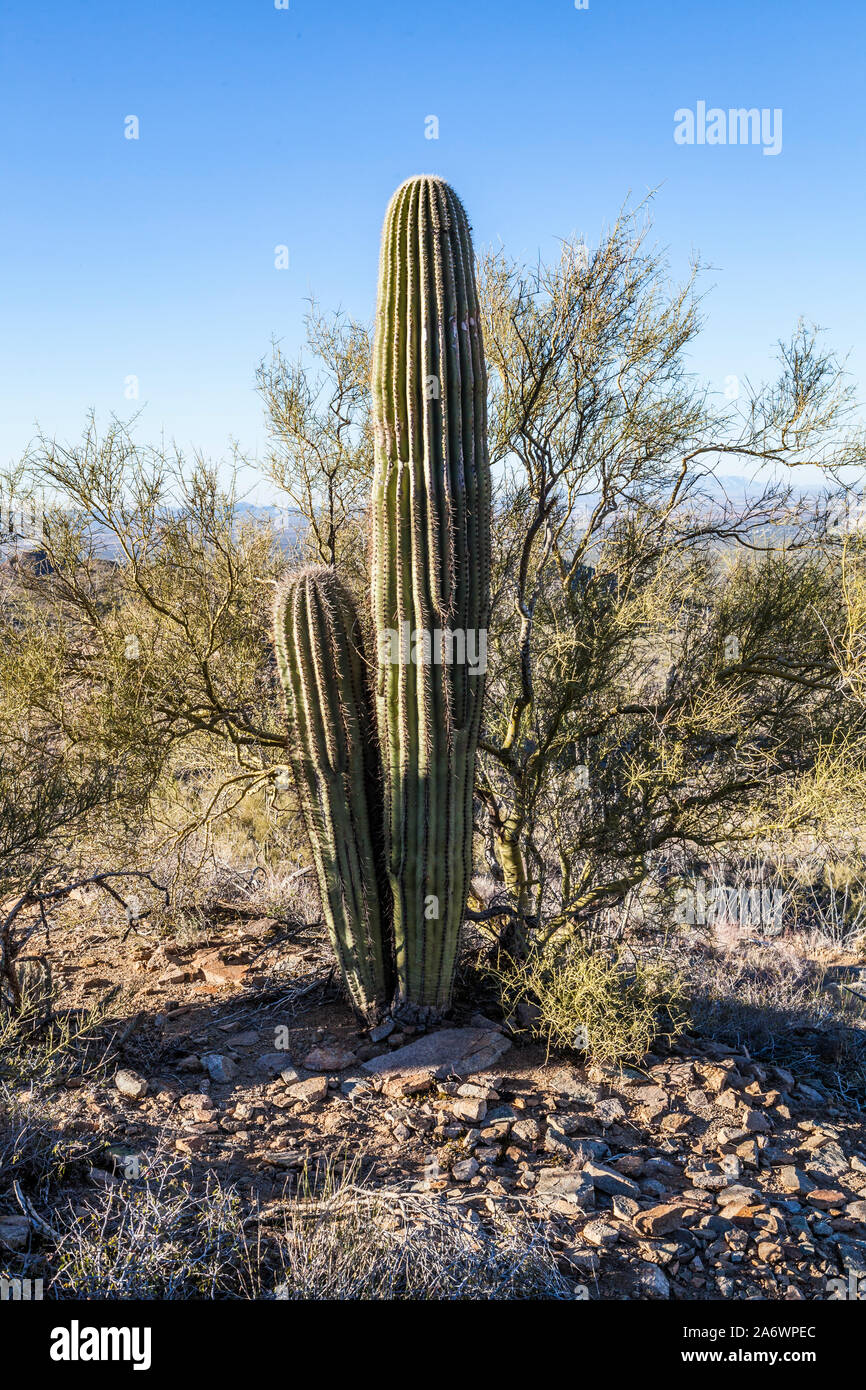 Saguaro cactus palo verde trees hi-res stock photography and images - Alamy