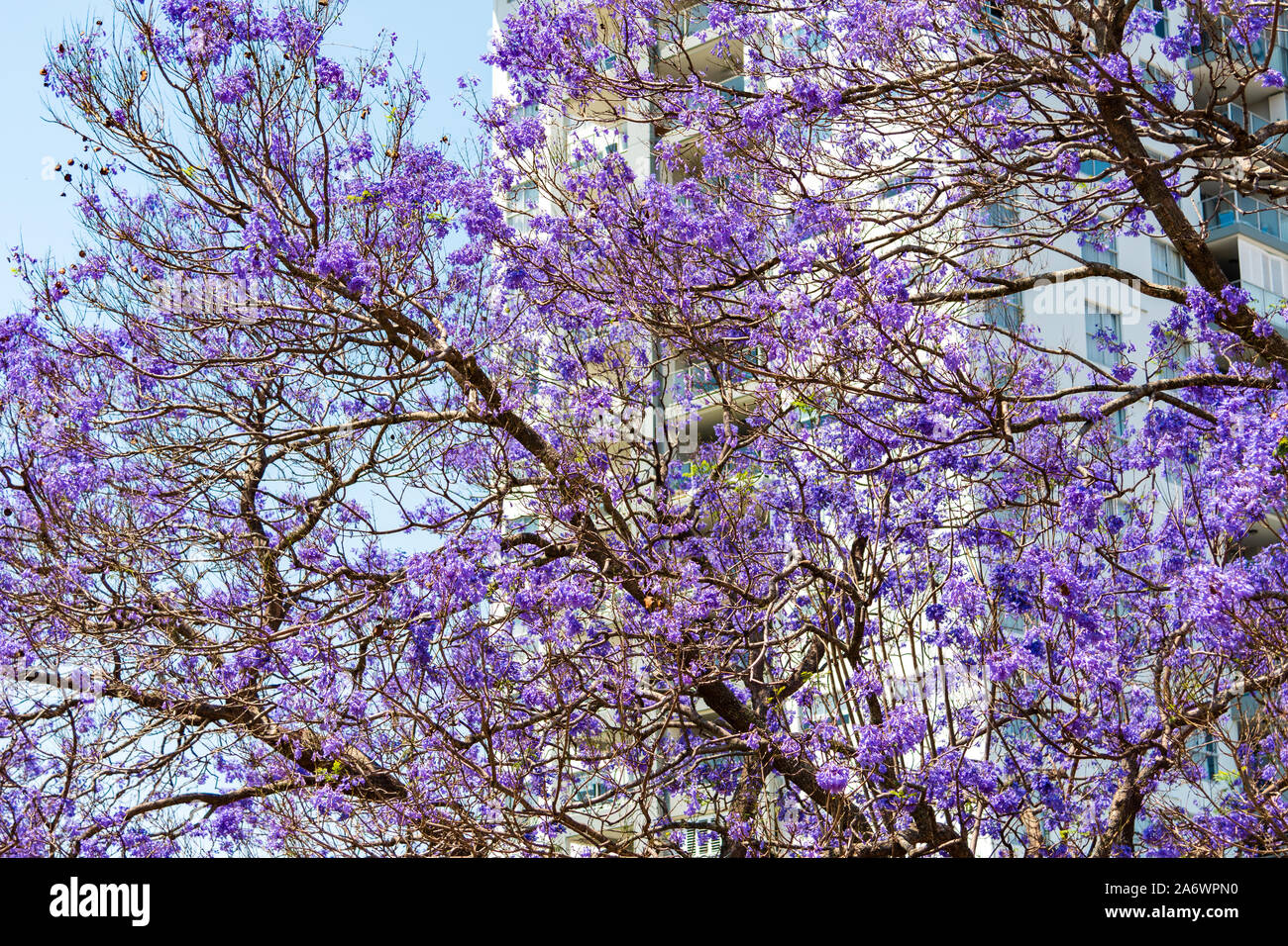 Jacaranda leaves hi-res stock photography and images - Alamy