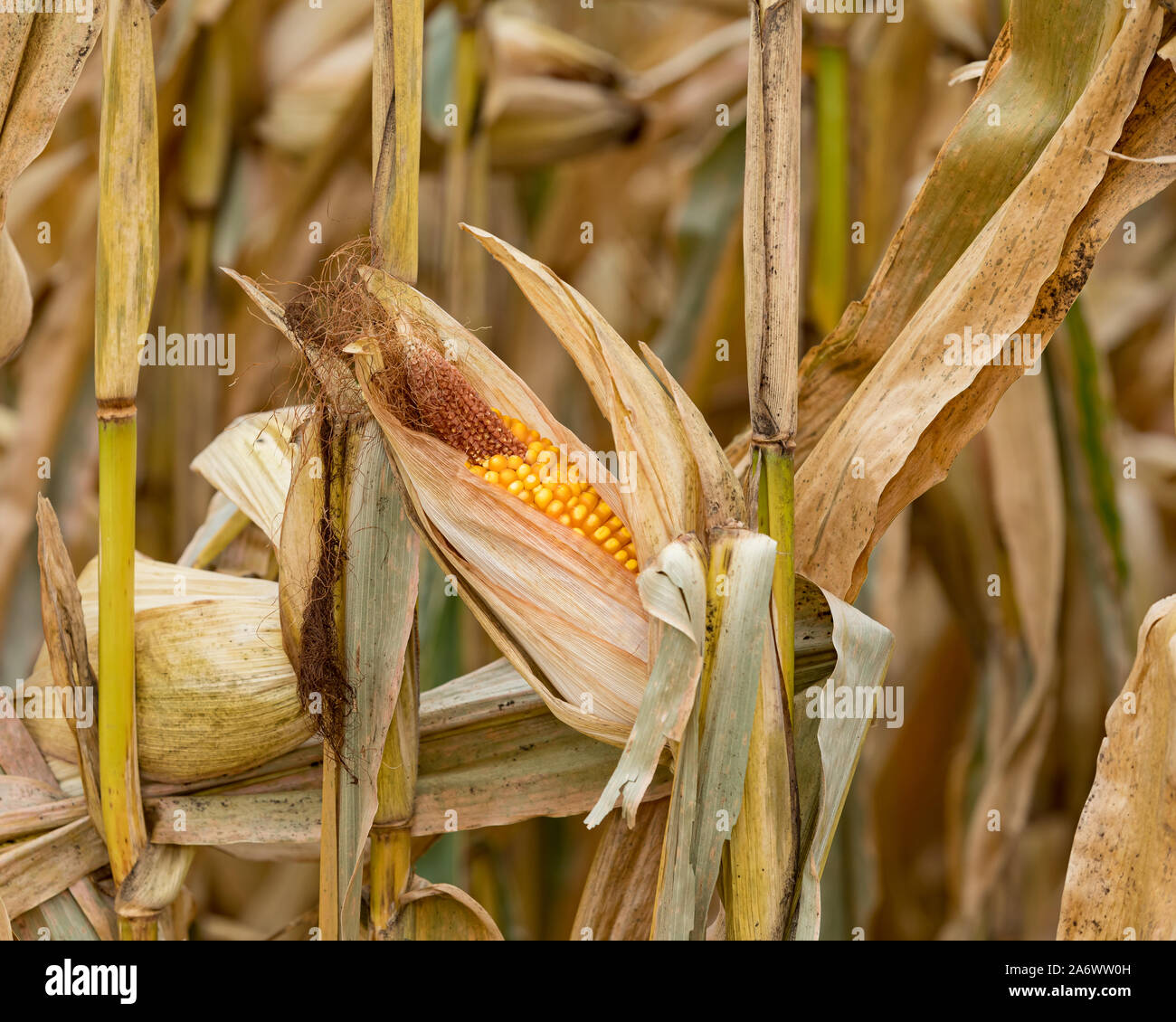 Cornfield with ear of corn on cornstalk, husk open, exposing short tip ...