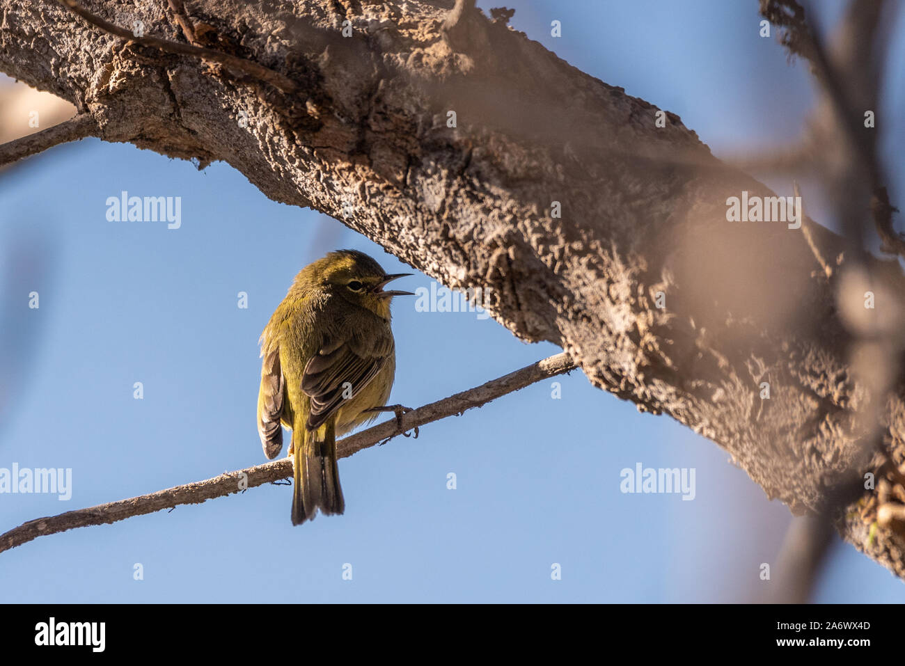Notched tail hi-res stock photography and images - Alamy