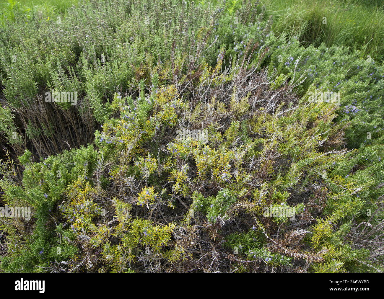 Herb garden in the Luberon, Provence, France Stock Photo - Alamy