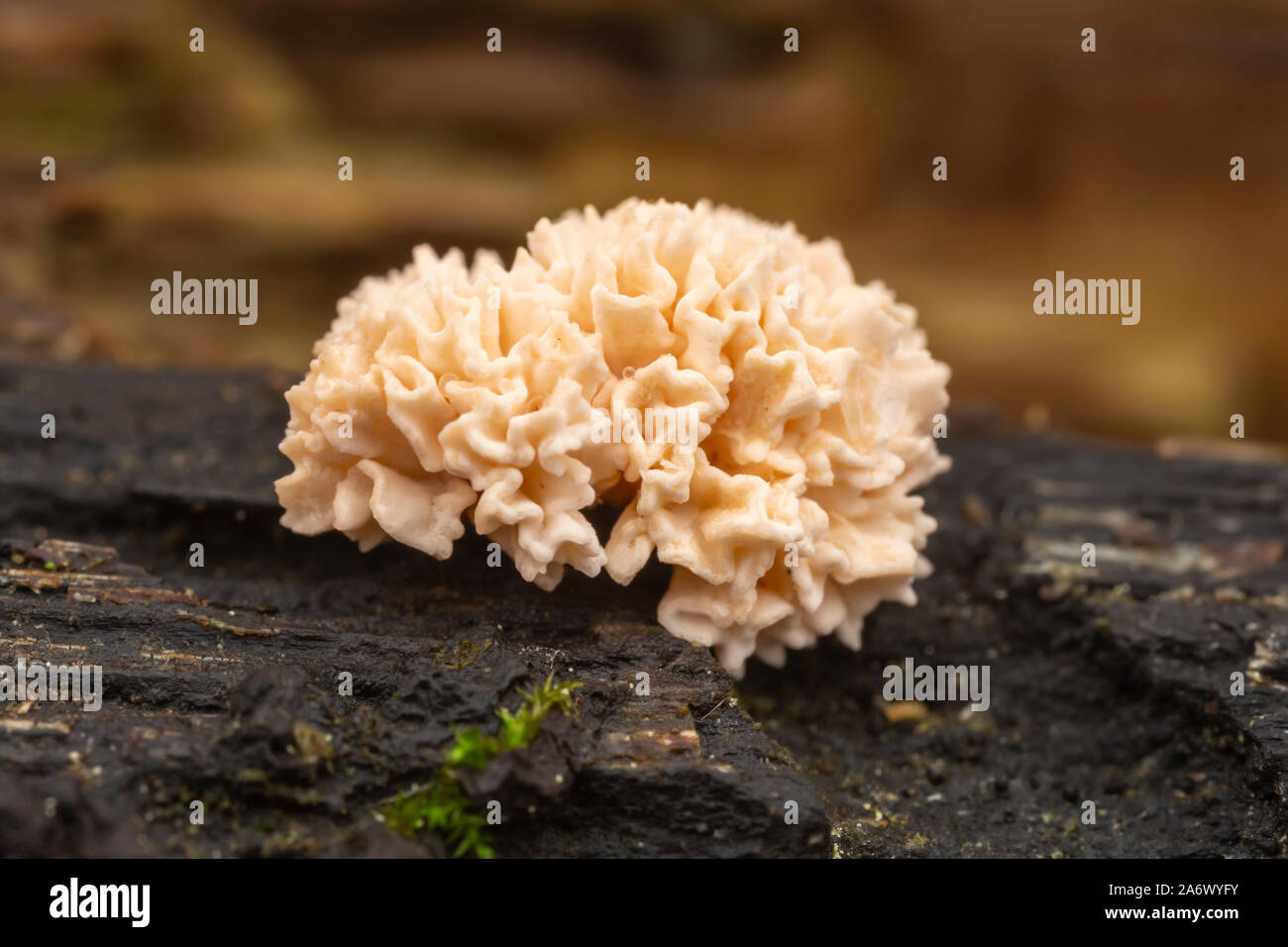 Xylaria flabelliformis fungus growing on a rotting log Stock Photo - Alamy