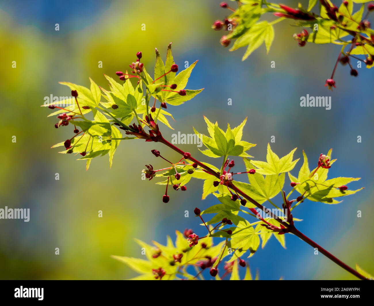 Maple leaves on a tree hi-res stock photography and images - Alamy