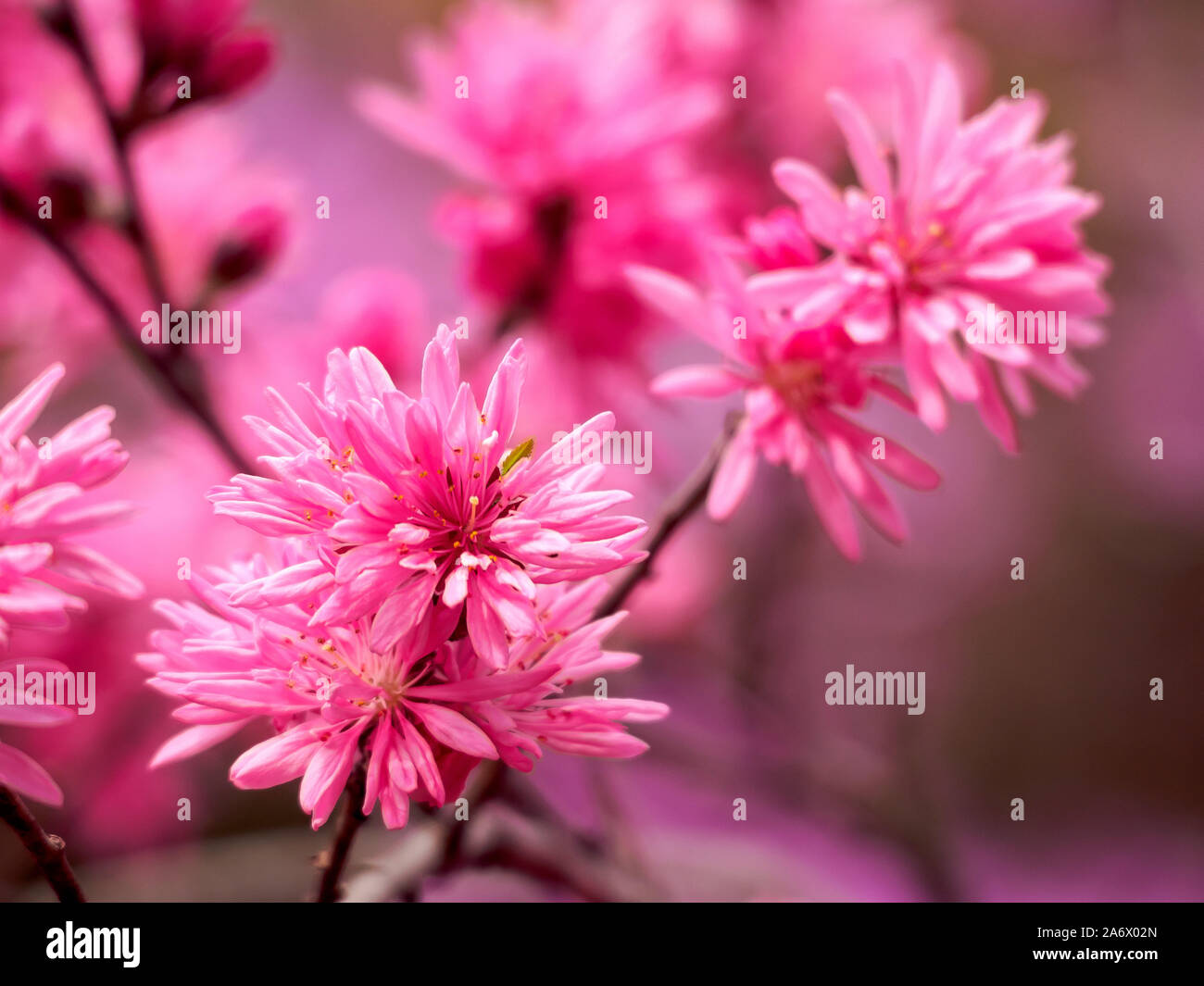 Blooming peach cherry flowers hi-res stock photography and images - Alamy