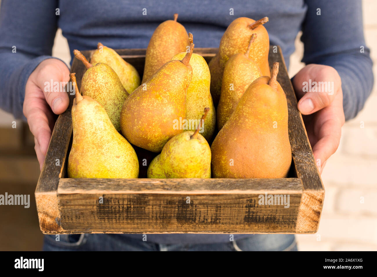 Fresh pears in male hands. Juicy flavorful pears in box, basket ...