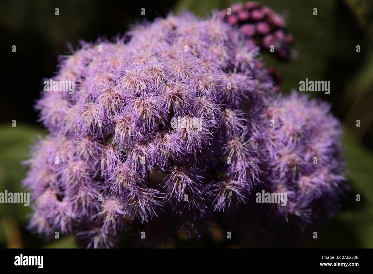 Fuzzy Purple Flower Identification