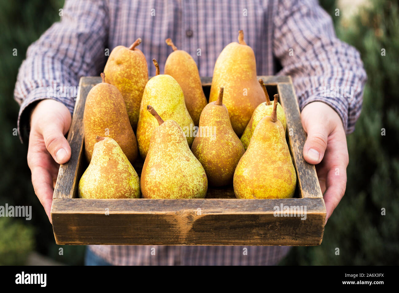 Fresh pears in male hands. Juicy flavorful pears in box, basket ...