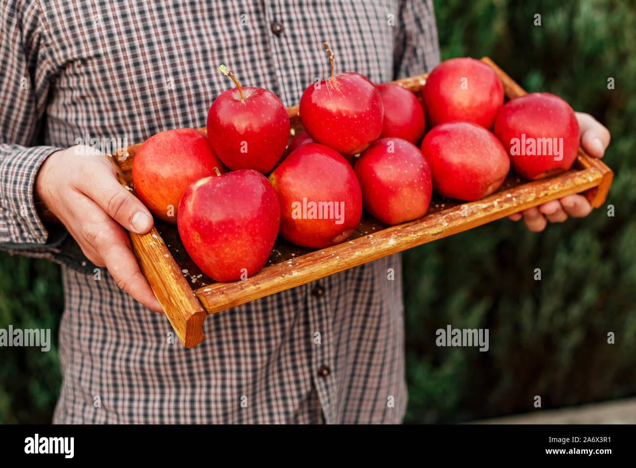 Fresh ripe organic red apples in a wooden box in male hands. Autumn ...