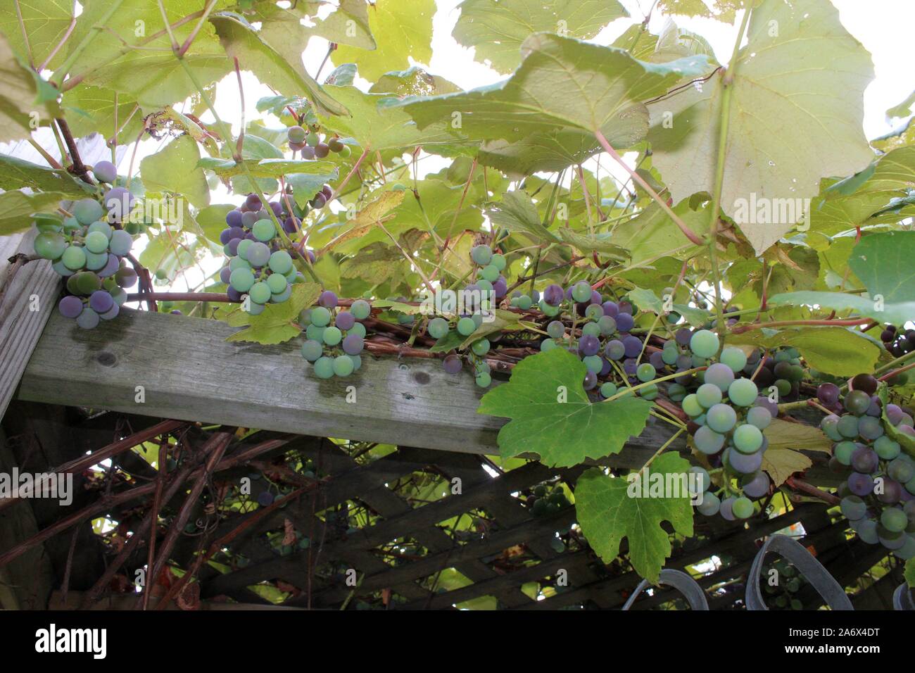 Michigan grapes hi-res stock photography and images - Alamy