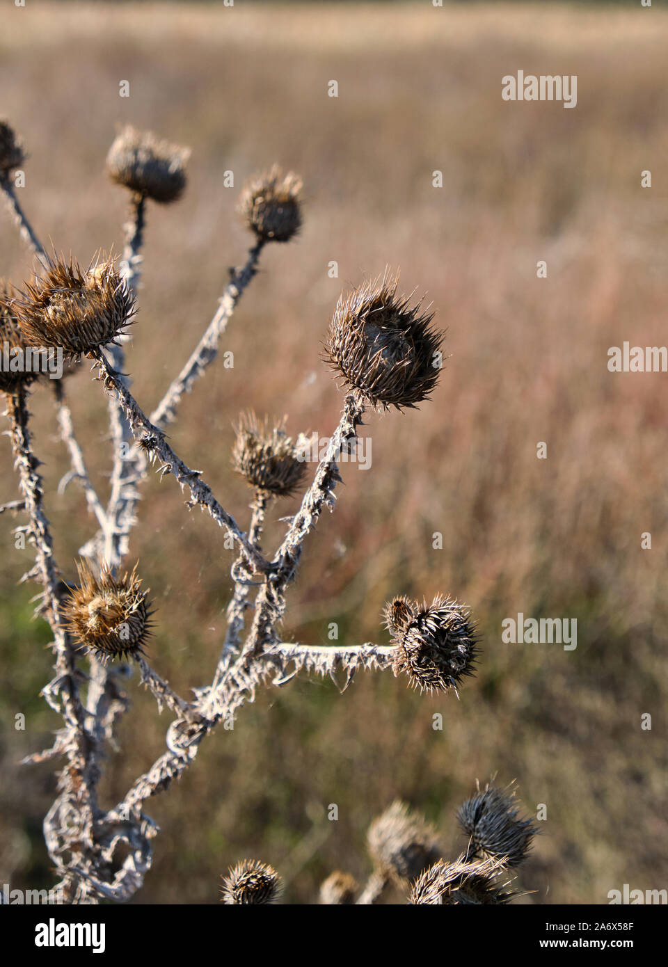 dry thistle growing in the desert spiny, autumn day, close up Stock ...