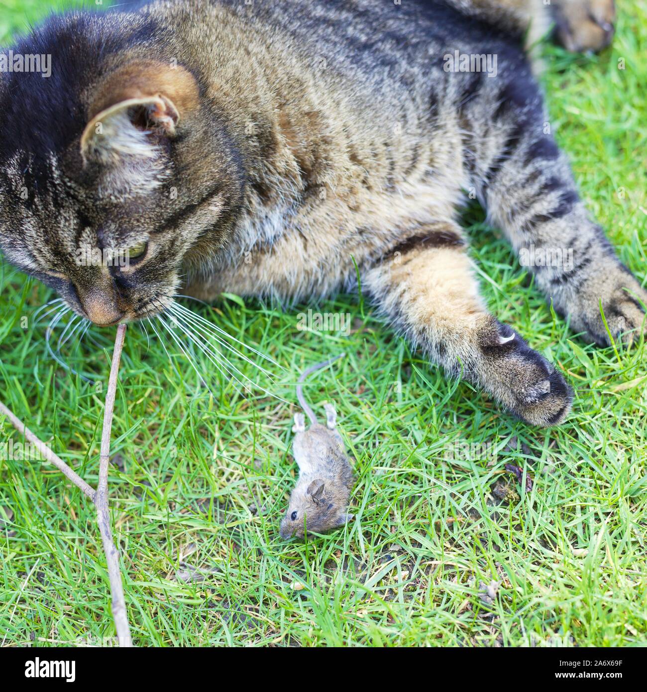 Cat with dead mouse Stock Photo - Alamy