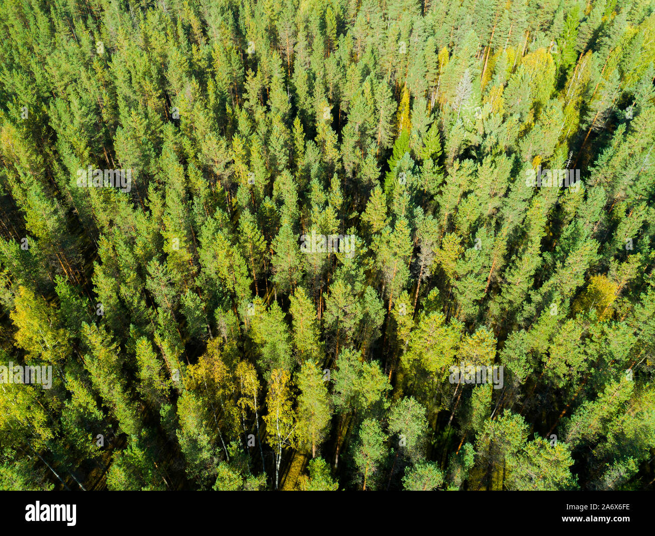 Aerial view of a green forest. Beautiful landscape. Clouds over the ...