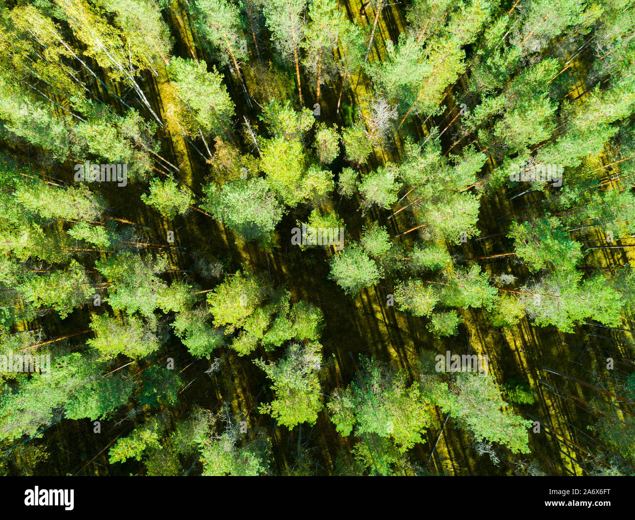 Aerial view of a green forest. Beautiful landscape. Clouds over the ...