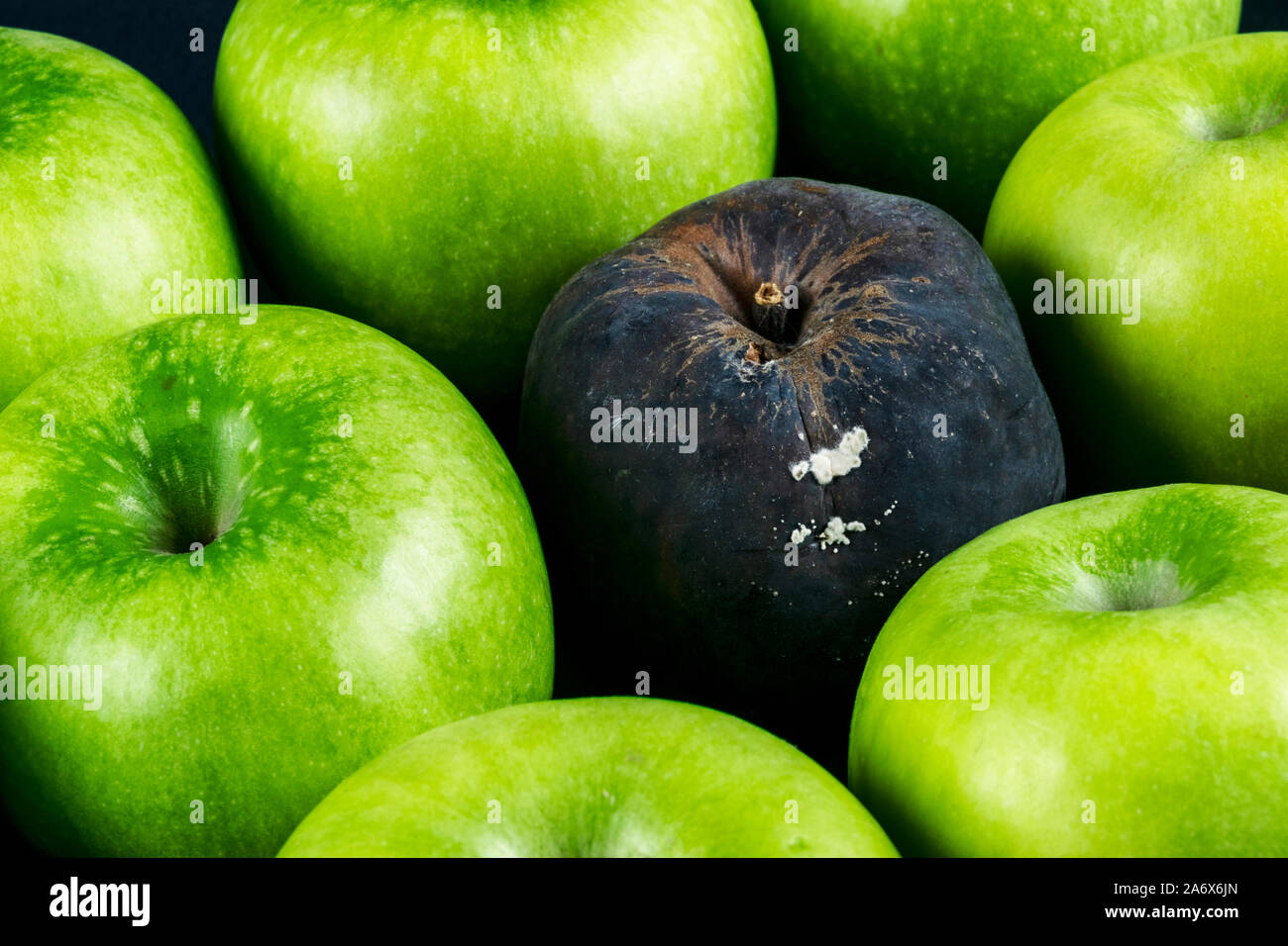 Rotten apple and fresh apple. The Corruption concept. The concept of ...