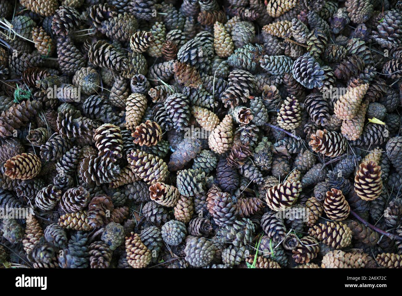 Various pine cones hi-res stock photography and images - Alamy