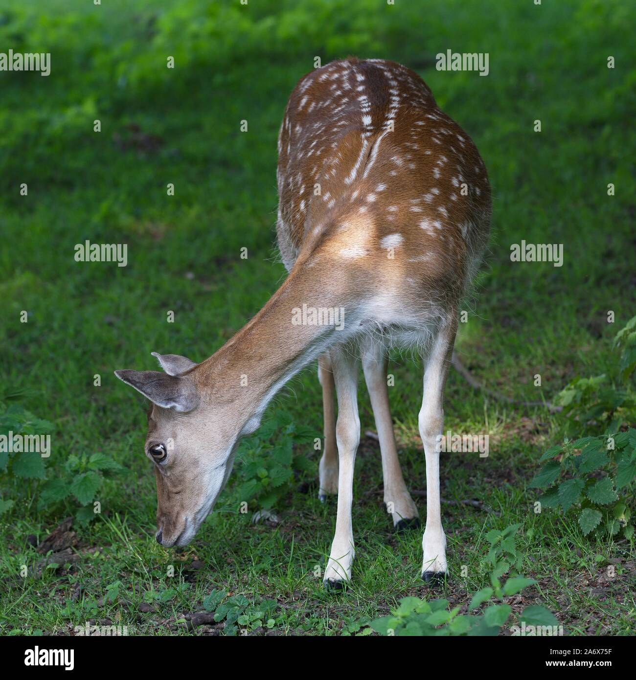 Fawn, (odocoileus virginianus) eating Stock Photo - Alamy