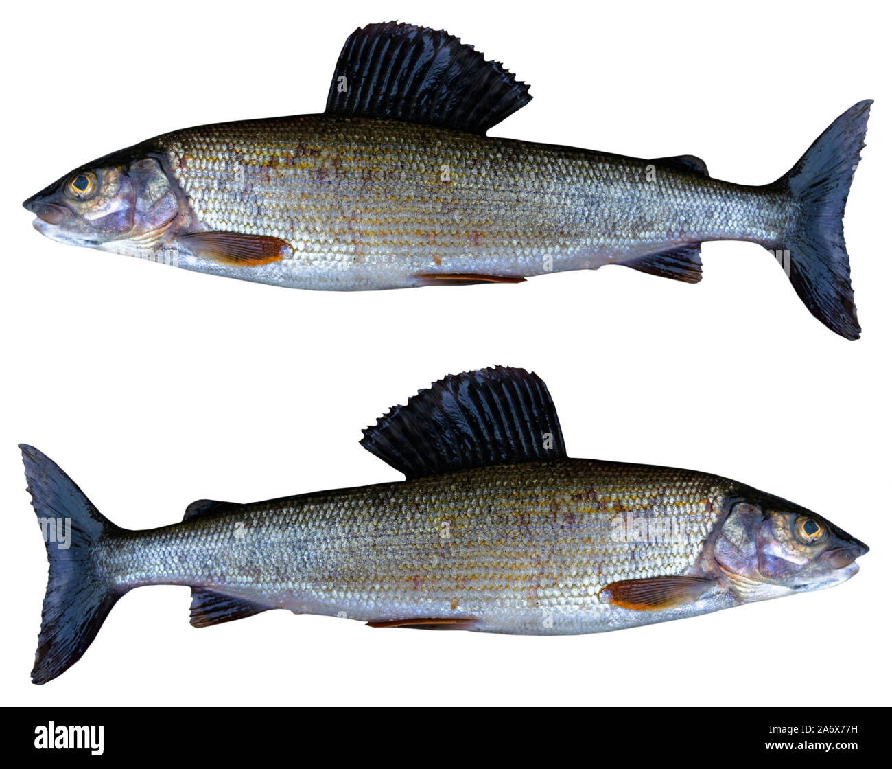 Arctic grayling fish isolated on white background. Freshwater fish ...