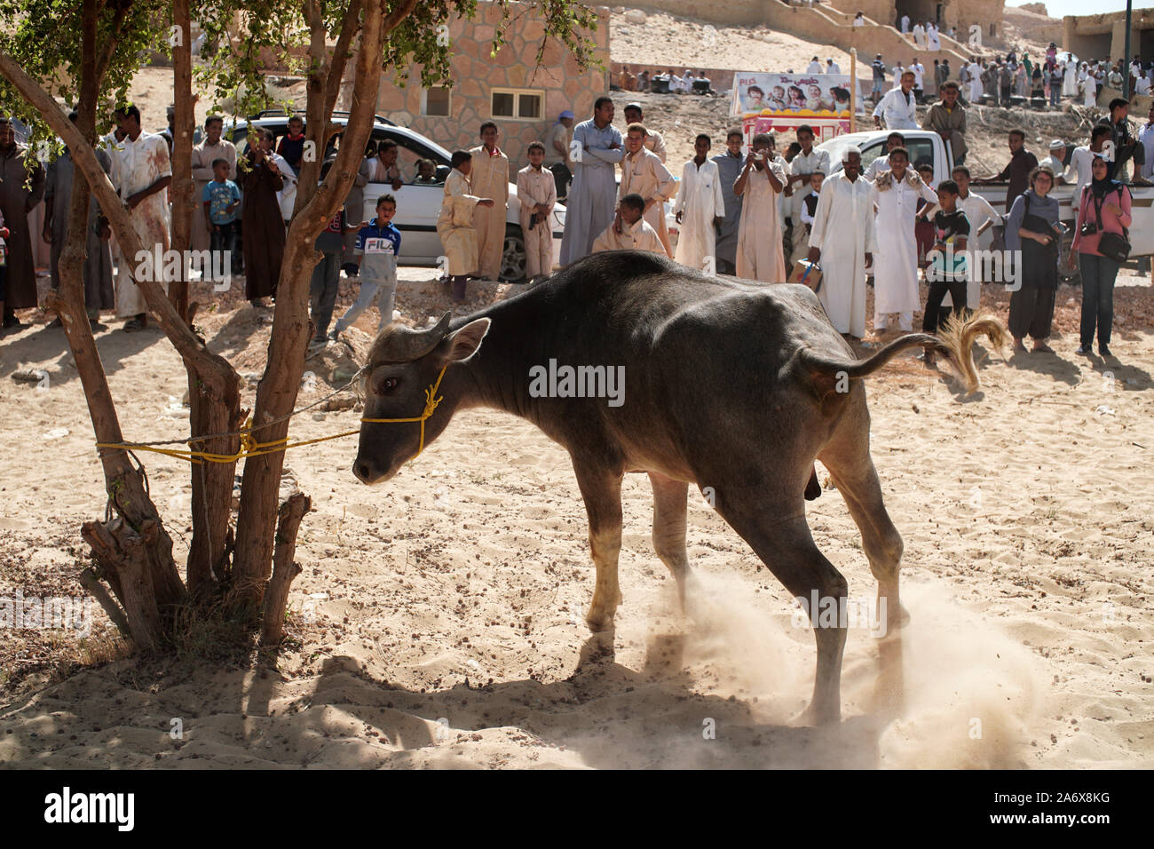 Hundreds of Siwans watch a bull to be slaughtered for the huge ...