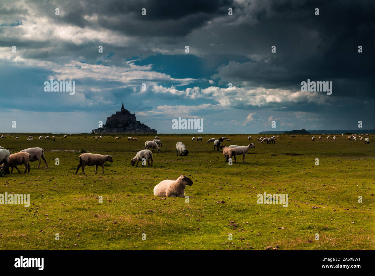 Medieval Middle Ages Sheep High Resolution Stock Photography and Images ...