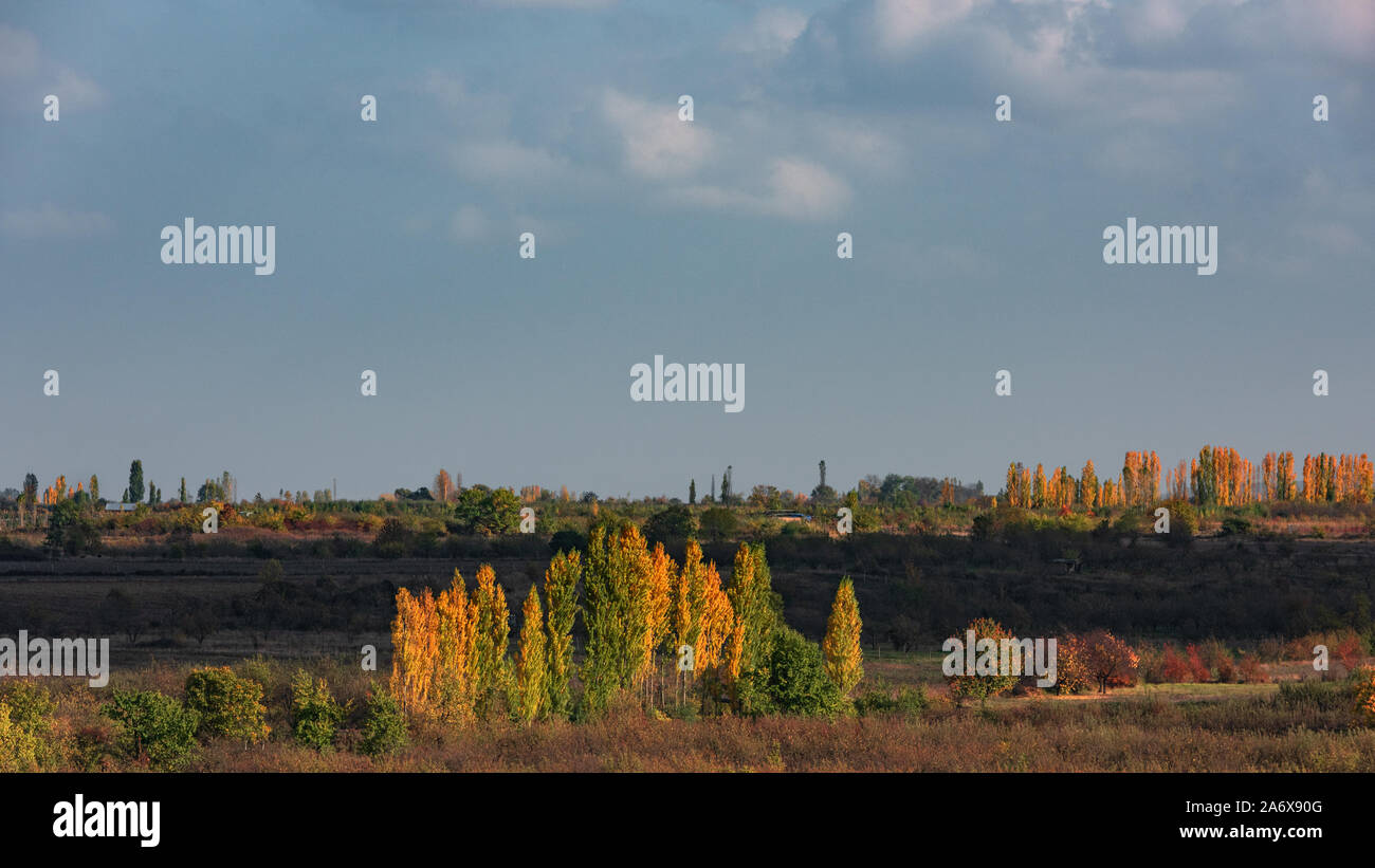 Yellow autumn trees in the foothill Stock Photo - Alamy