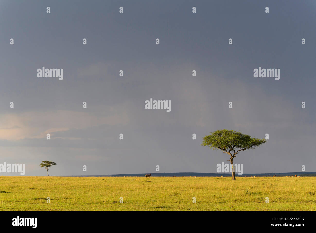 Typical Masai Mara savannah with acacia trees, Masai Mara National ...