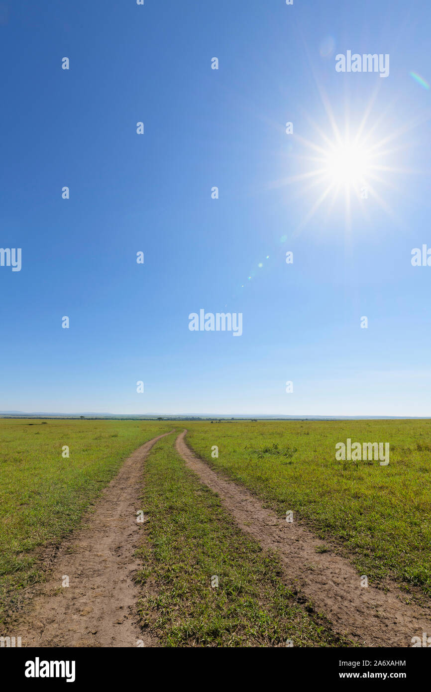 Path in savannah with sun, Masai Mara National Reserve, Kenya, Africa ...