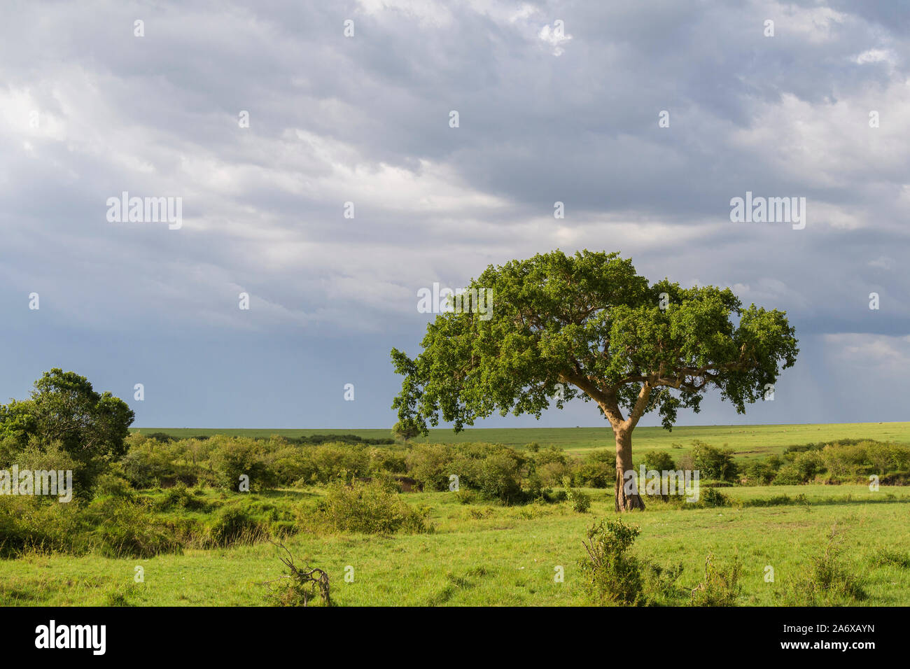 Fig tree in savannah, Masai Mara National Reserve, Kenya, Africa Stock ...