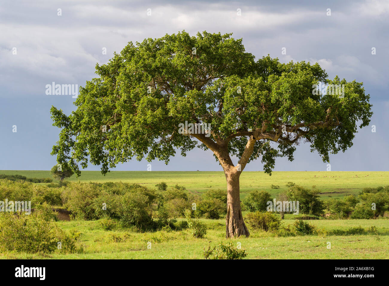 Fig tree in savannah, Masai Mara National Reserve, Kenya, Africa Stock ...